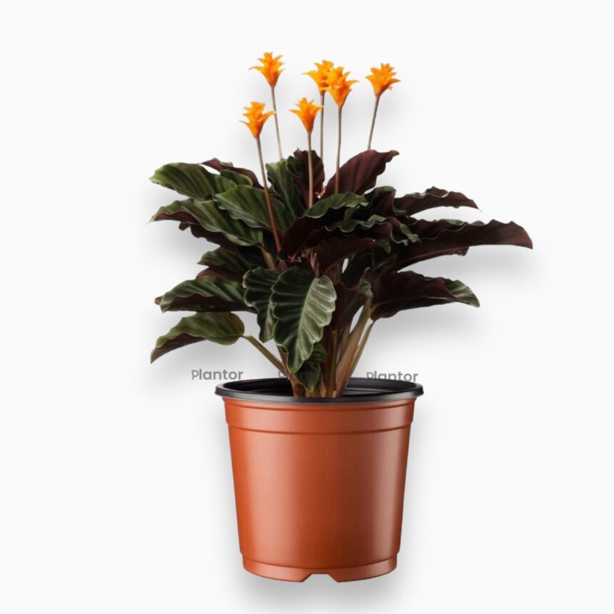 Калатея Кроката ⌀14 ↑40 см | Интернет-магазин Plantor